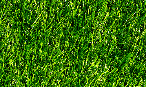Искусственная трава Premium Grass Comfort 50 Green, цена 990 руб ...